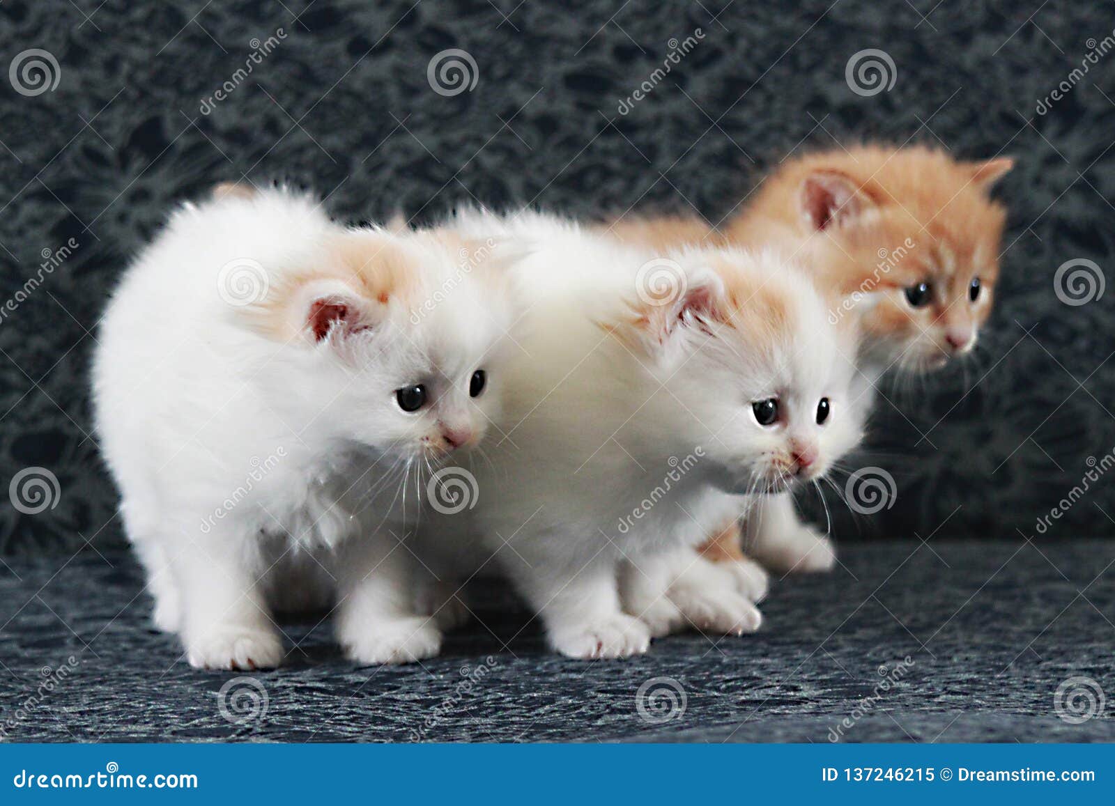 Three cute kittens in sofa stock image. Image of kittens - 137246215