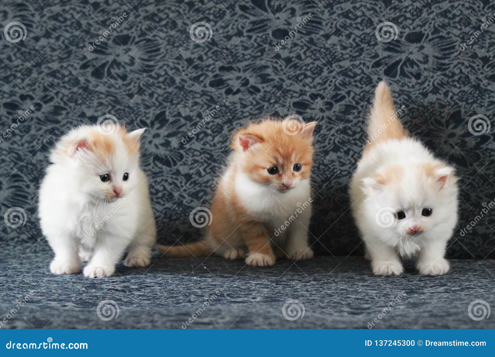 Three cute kittens in sofa stock photo. Image of kitty - 137245300