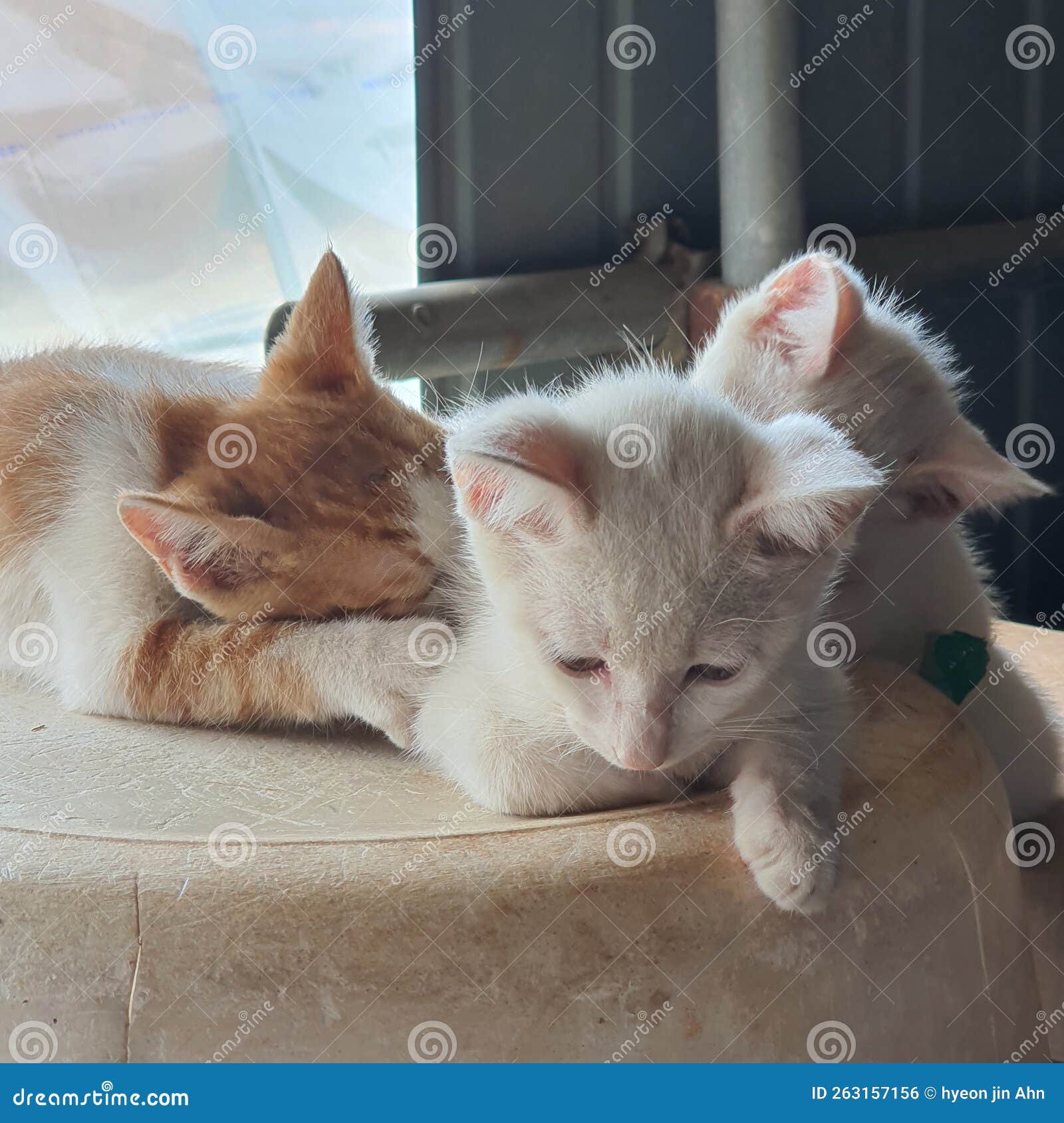 Three cute kittens stock photo. Image of nose, organ - 263157156