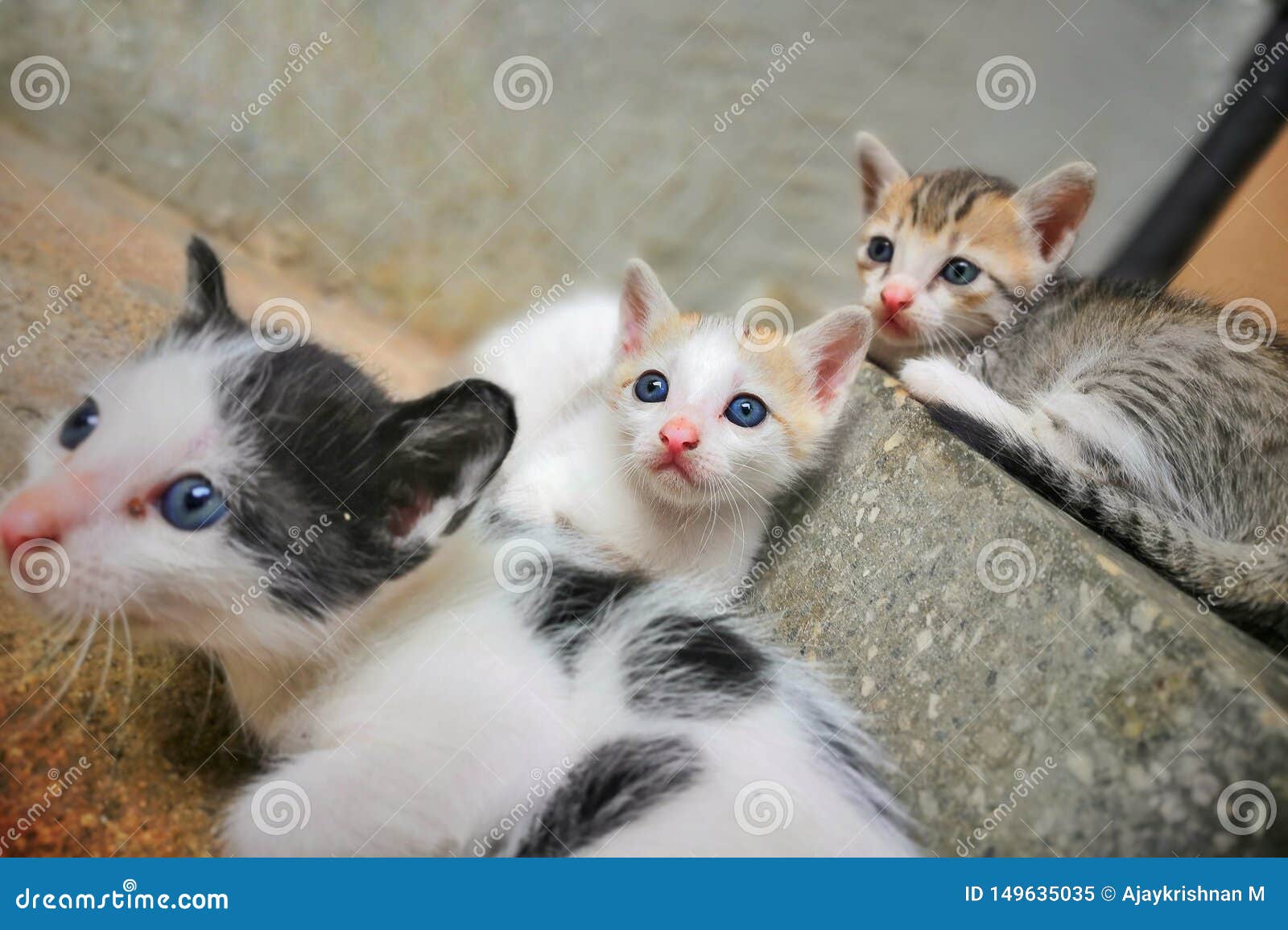 Three Cute kittens stock image. Image of cute, kittens - 149635035
