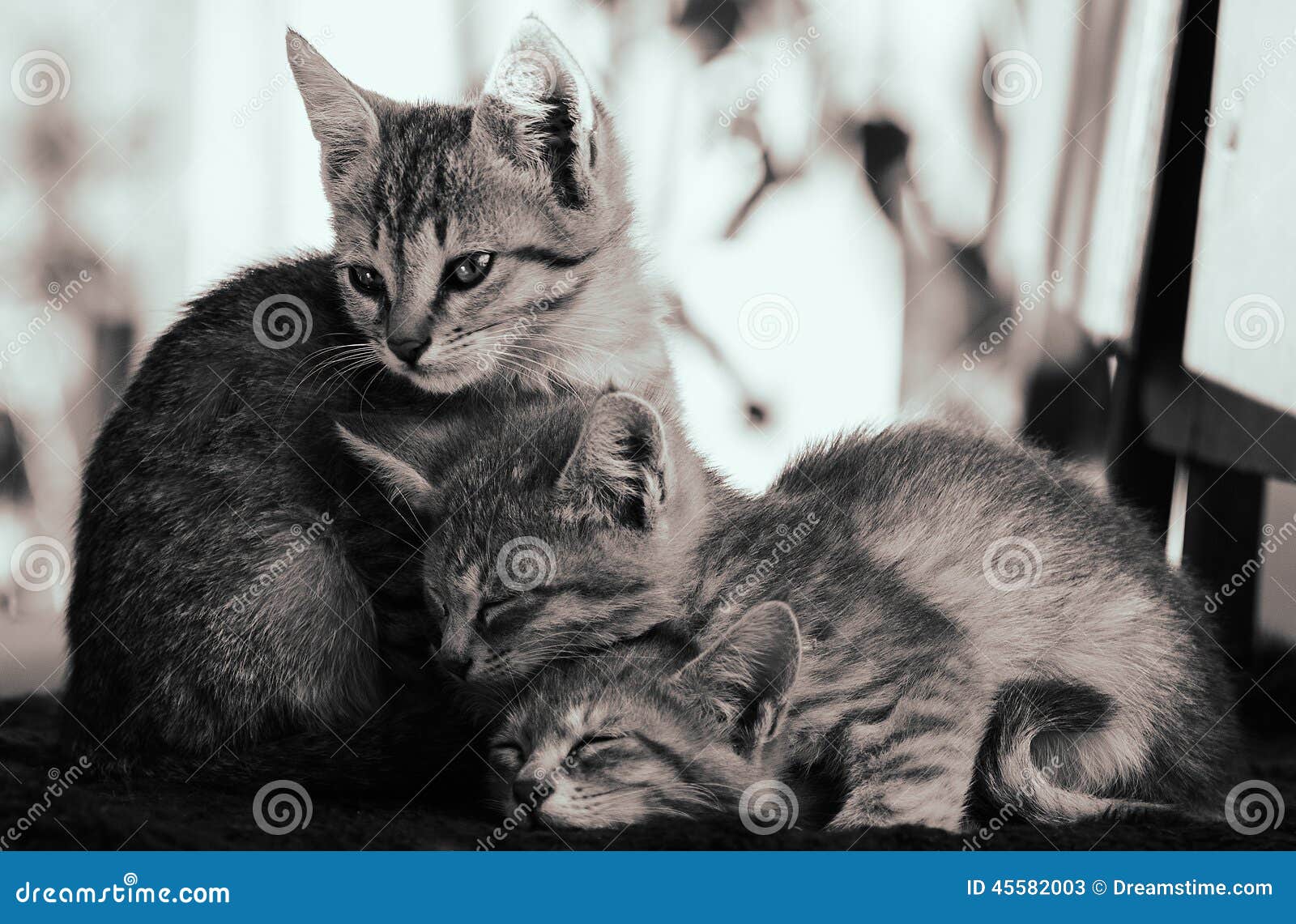 Three cute kittens stock image. Image of baby, kitty - 45582003