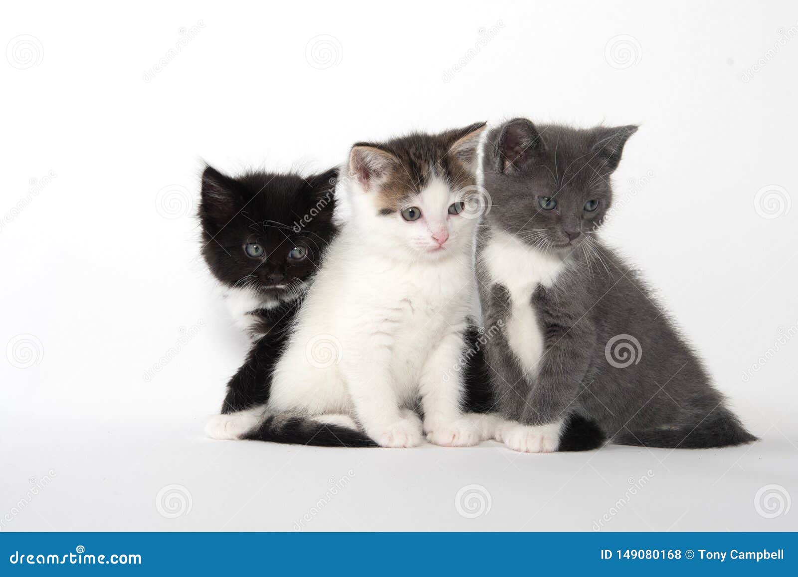 Three Cute Kittens on White Stock Photo - Image of cute, kitty: 149080168