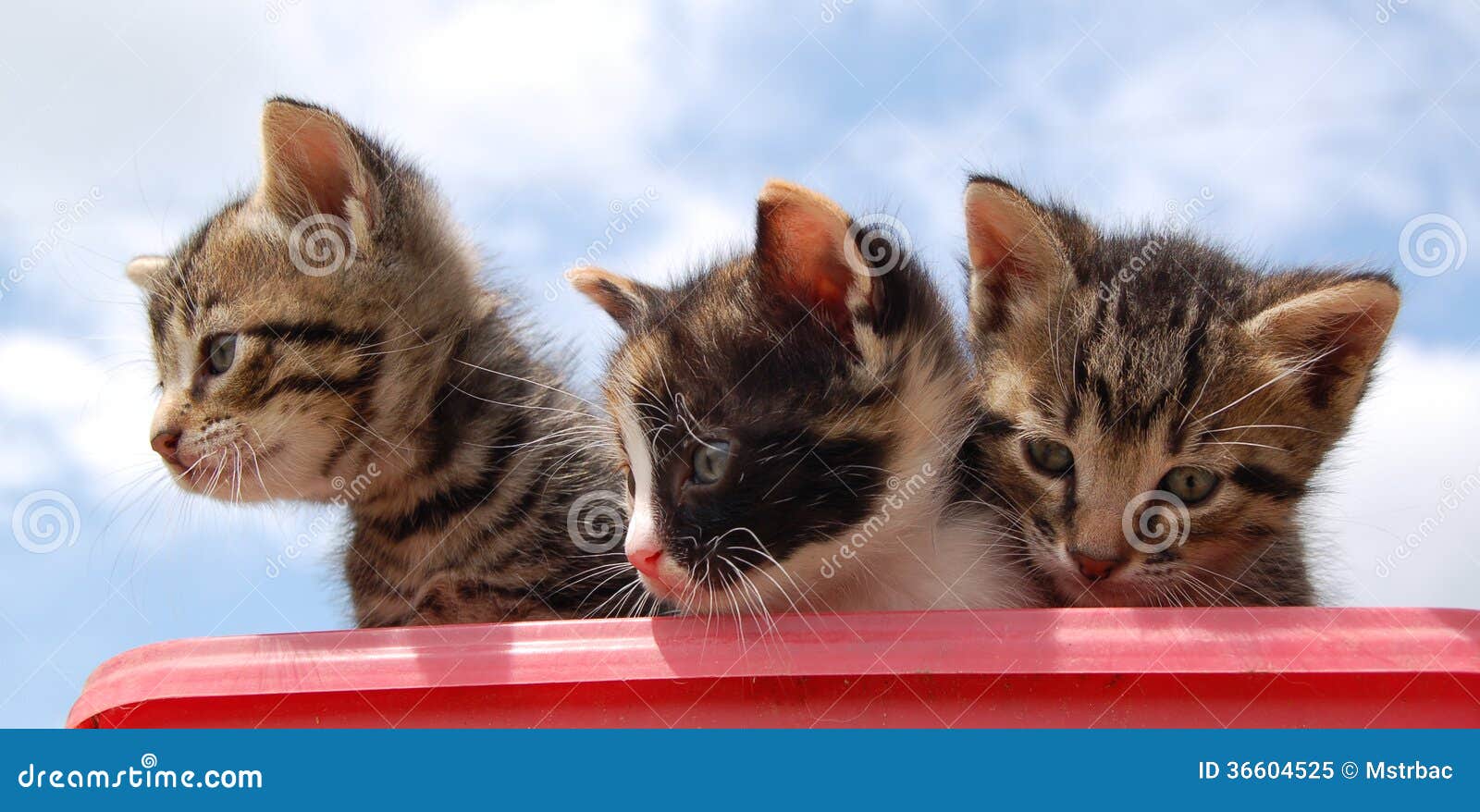 Three cute kitties stock image. Image of animal, playing - 36604525