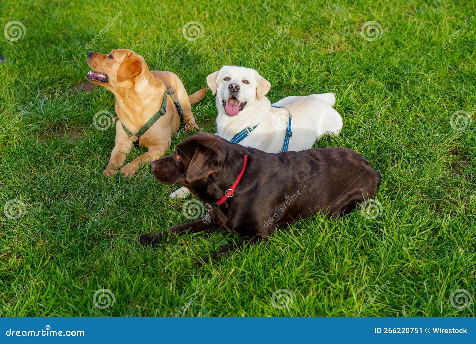 Cute Labrador Dogs on Grass Stock Image - Image of breed, cute: 266220751