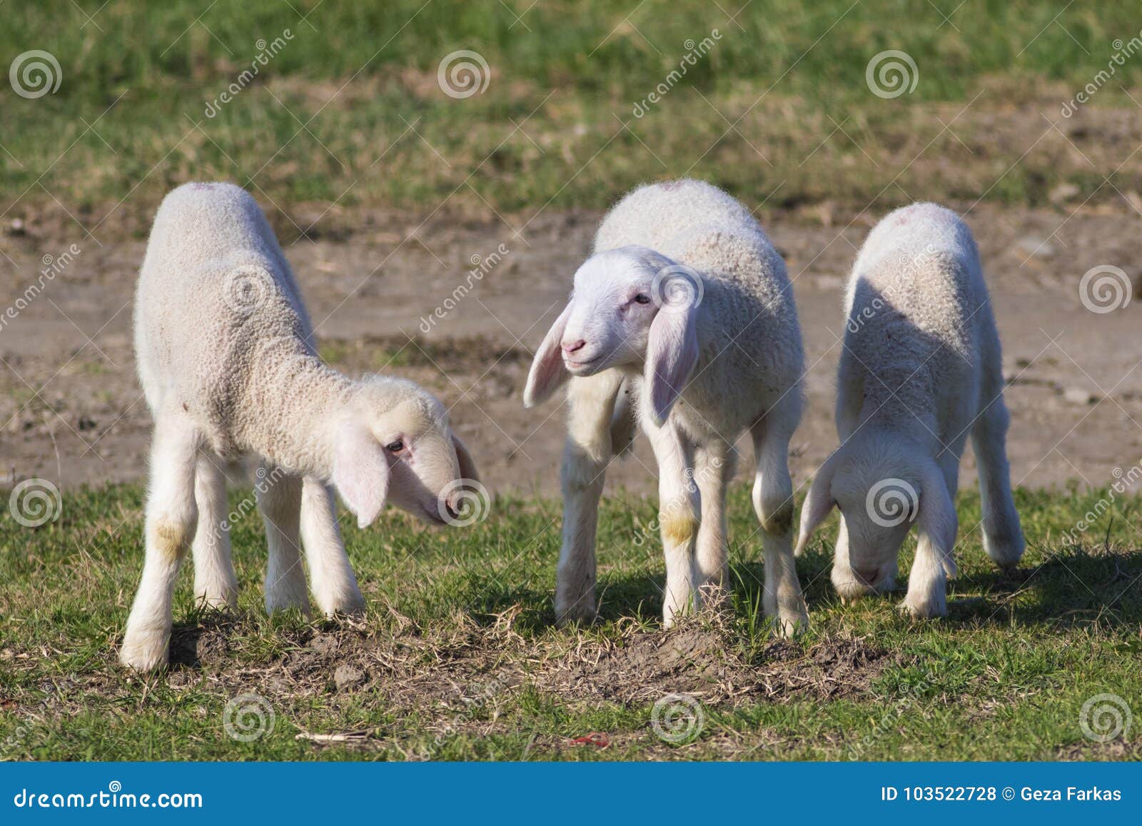 Three cute lambs on field stock photo. Image of farm - 103522728