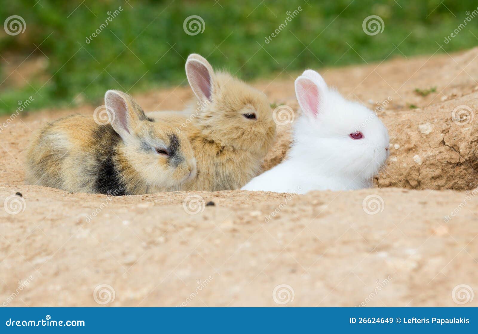Three cute little bunnies stock image. Image of looking - 26624649