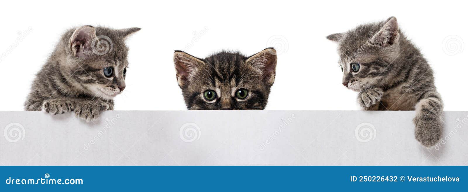 Cute Little Kittens in a Box Stock Photo - Image of mammal, milk: 250226432