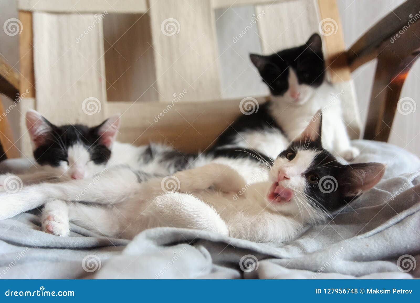 Three Cute Little Kittens Playing Together Stock Photo - Image of happy ...