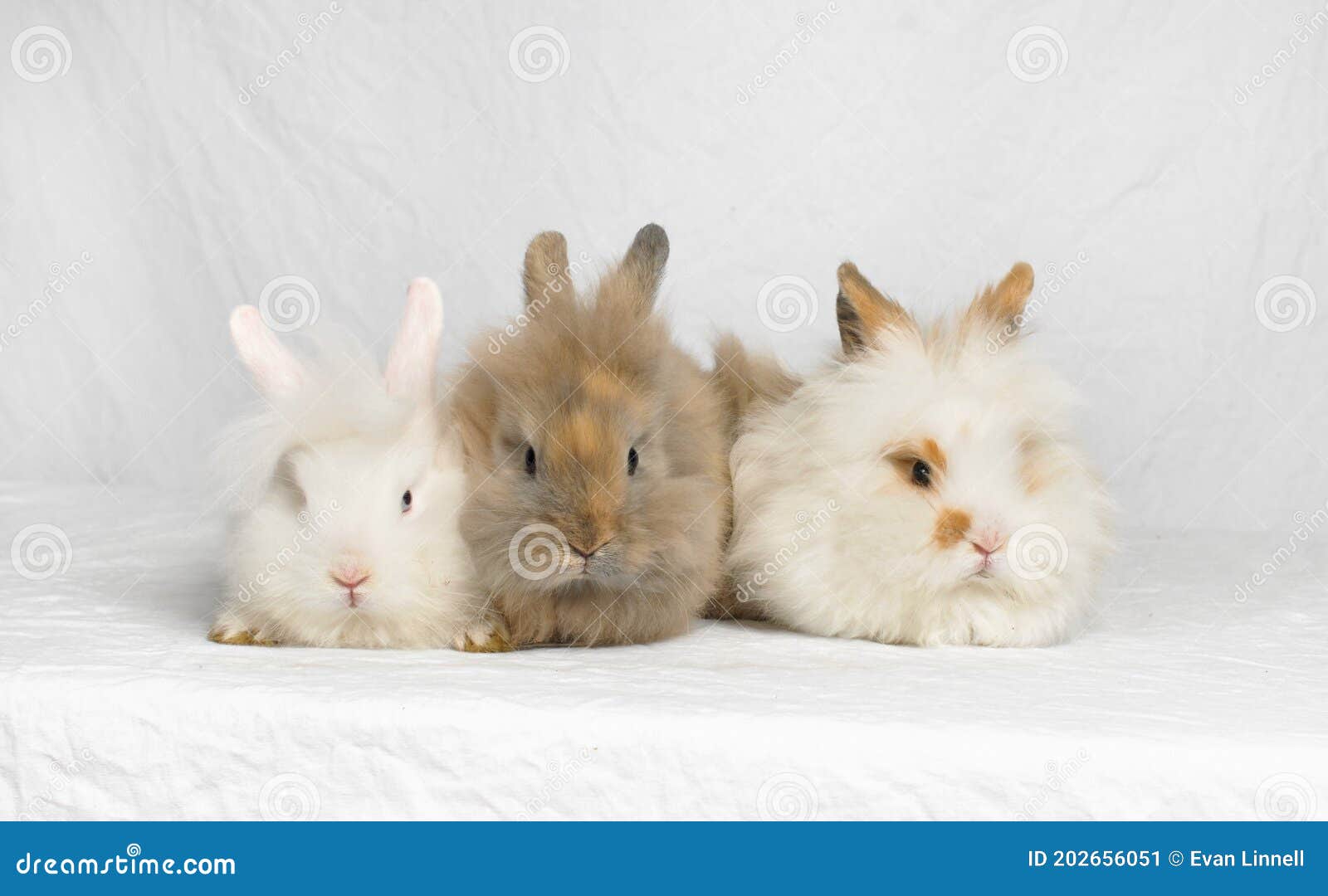 Three Cute Long Haired Bunny Rabbits Stock Image - Image of live, head ...
