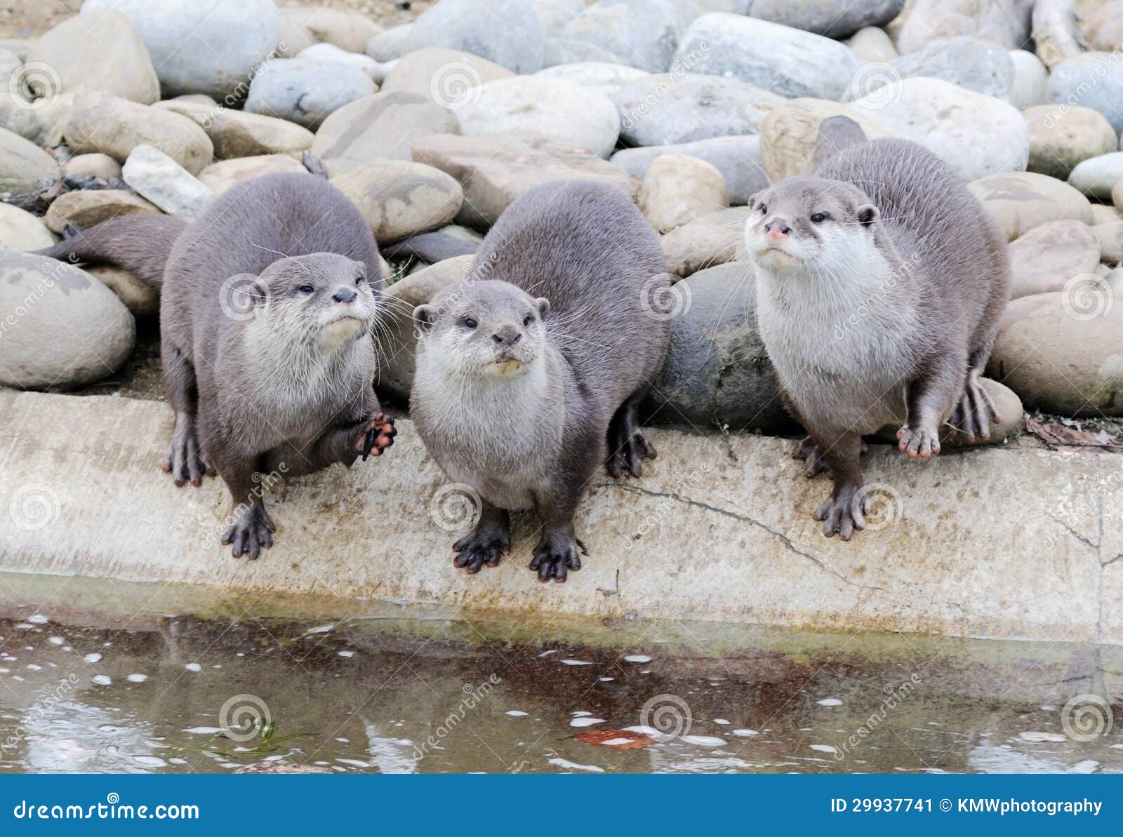 Three otters stock image. Image of looking, trio, wildlife - 29937741