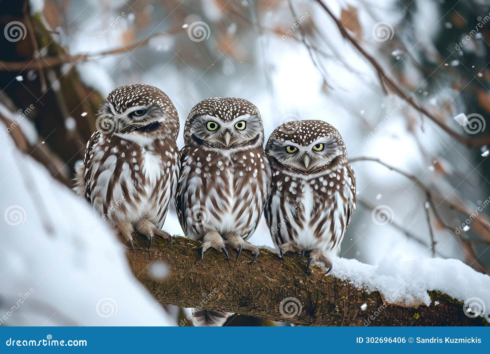 Three Cute Owl Stand on Tree Branch at Winter. Generative AI Stock ...