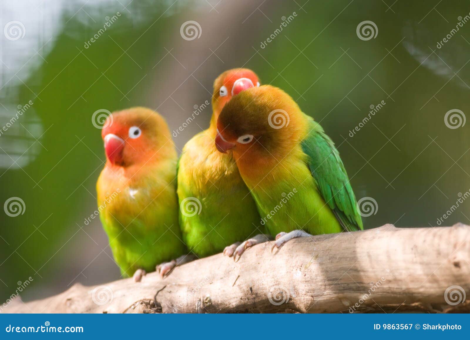 The Three Cute Lovebirds stock image. Image of colored - 9863567