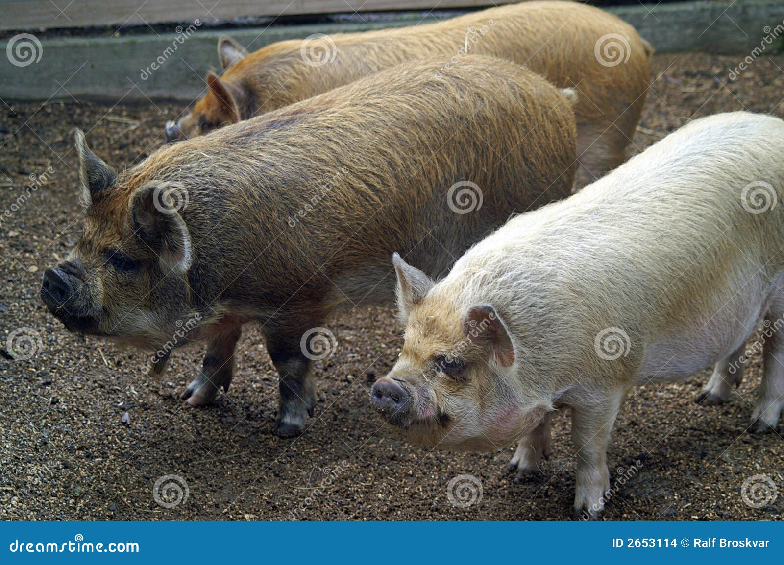 Three cute piglets stock photo. Image of pork, pink, nature - 2653114