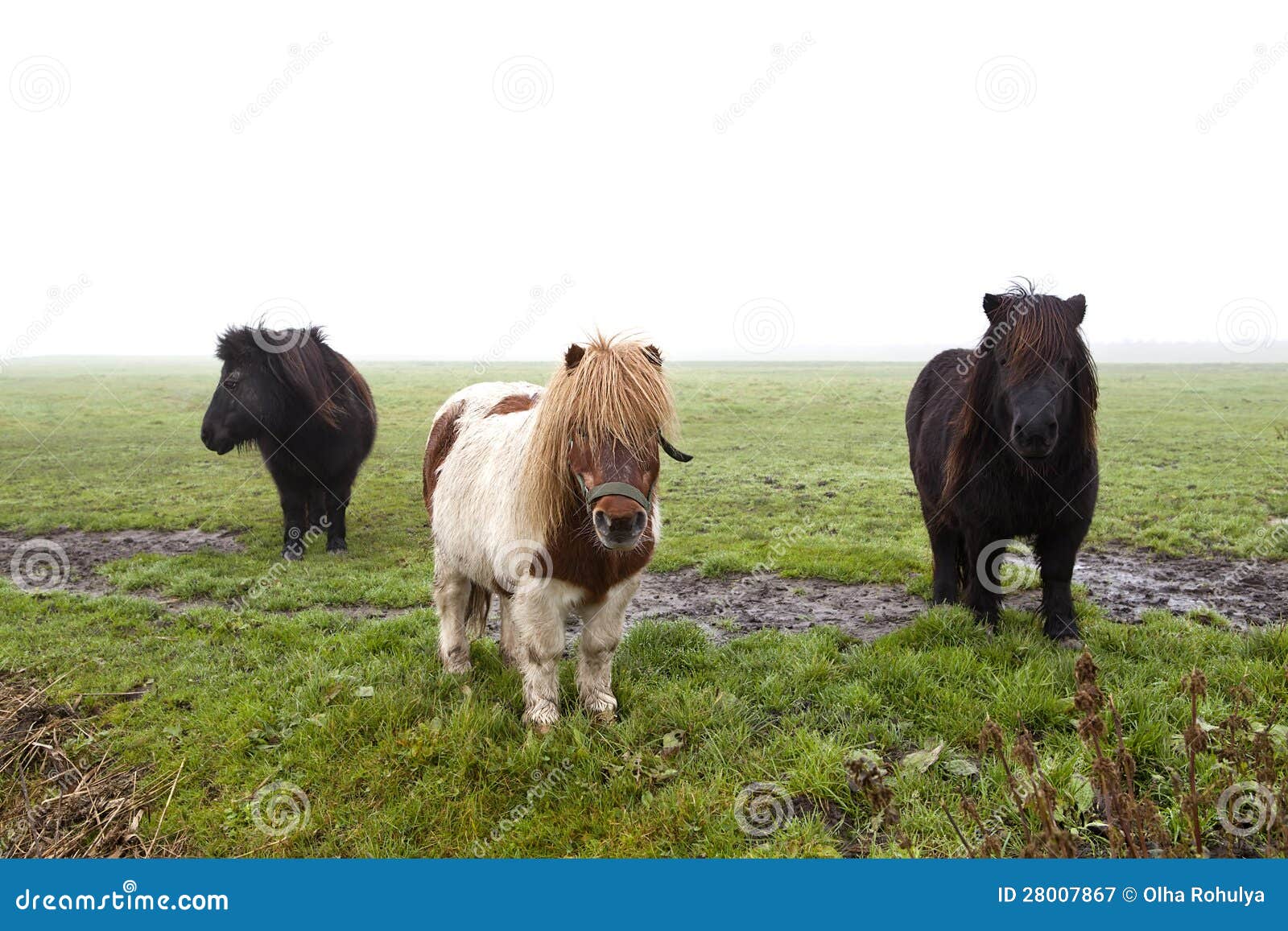Three cute pony stock image. Image of landscape, horse - 28007867