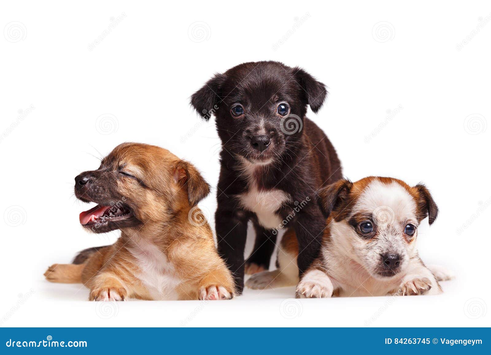 Three cute puppy stock image. Image of portrait, eyes - 84263745