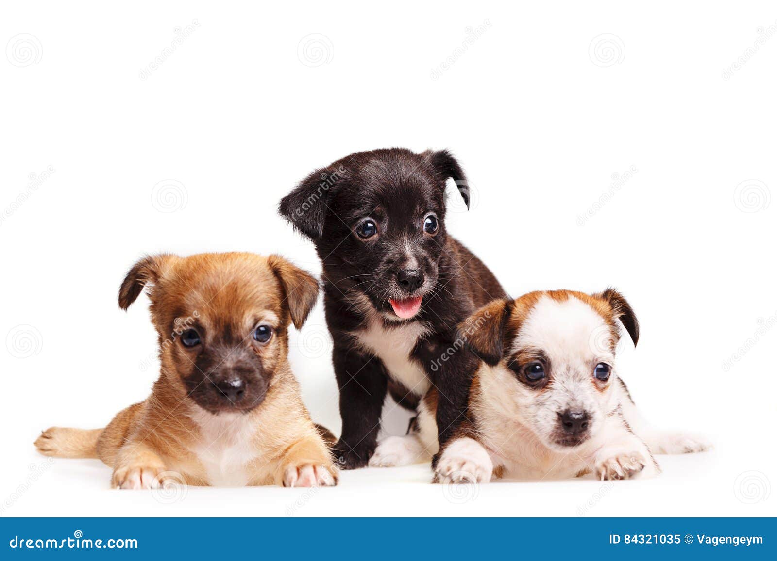 Three cute puppy stock image. Image of cute, puppy, portrait - 84321035