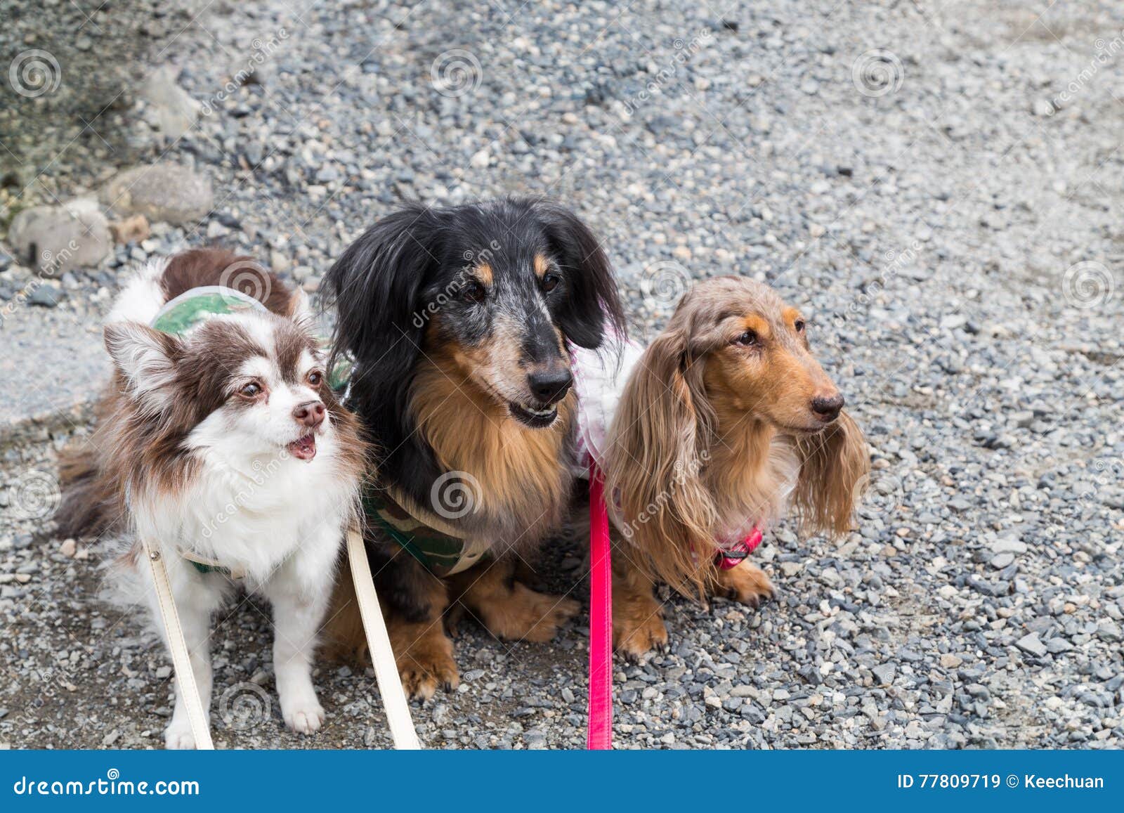 Three Cute Purebred Dogs Posing Stock Image - Image of pets, animal ...