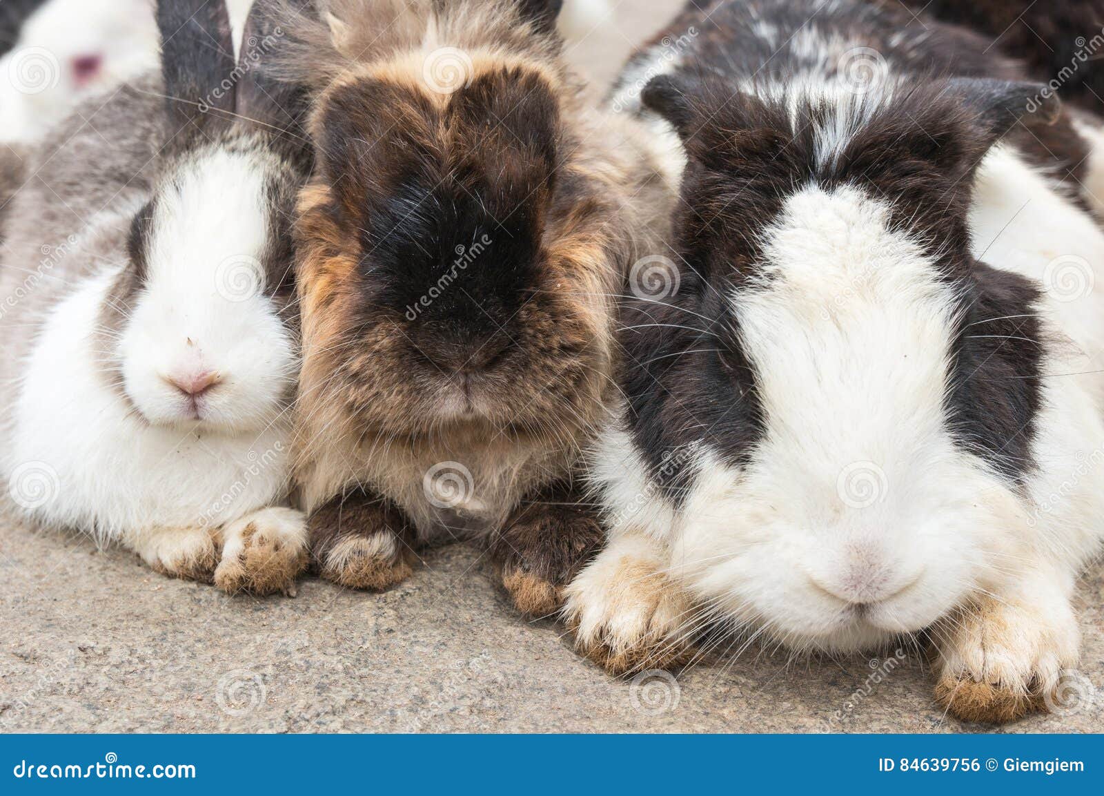 Three of Cute Rabbits Relaxing on the Large Rocks Stock Photo - Image ...