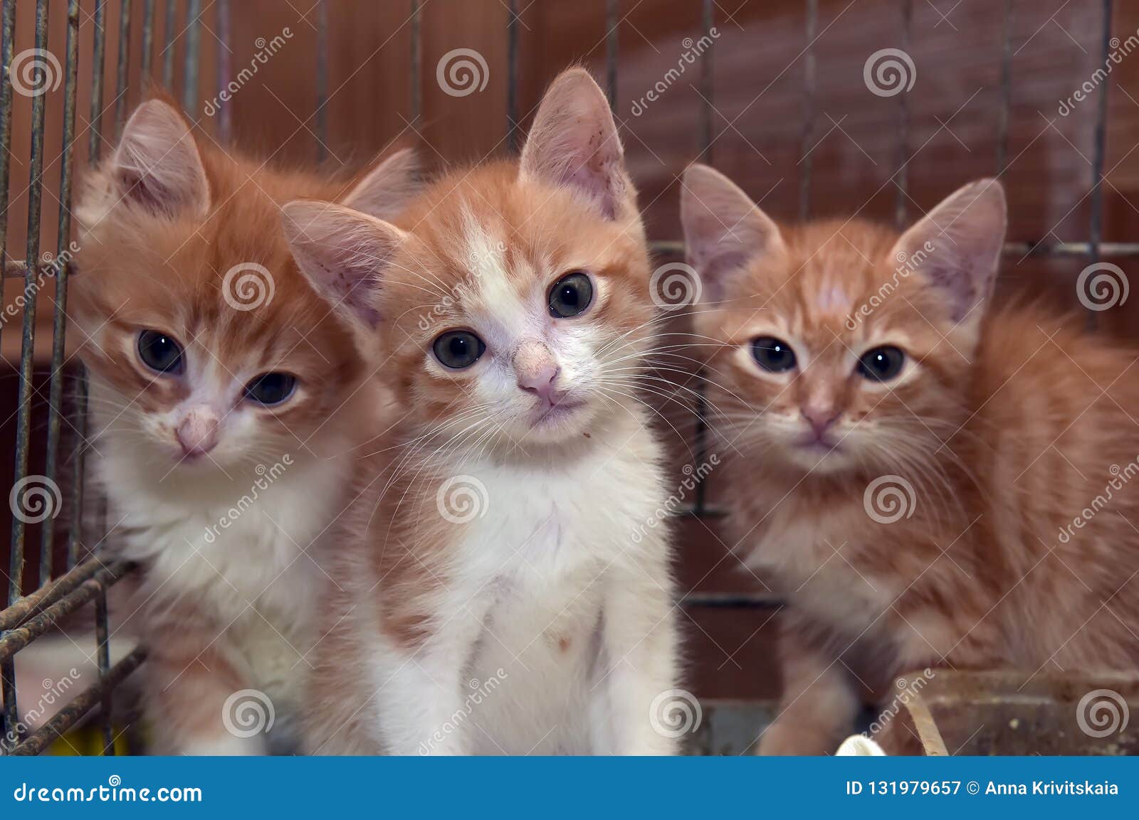 Three cute red kittens stock image. Image of delivery - 131979657