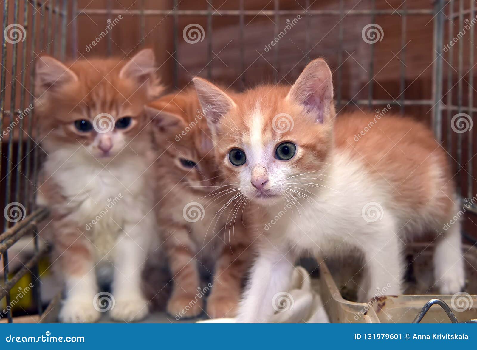 Three cute red kittens stock image. Image of feline - 131979601