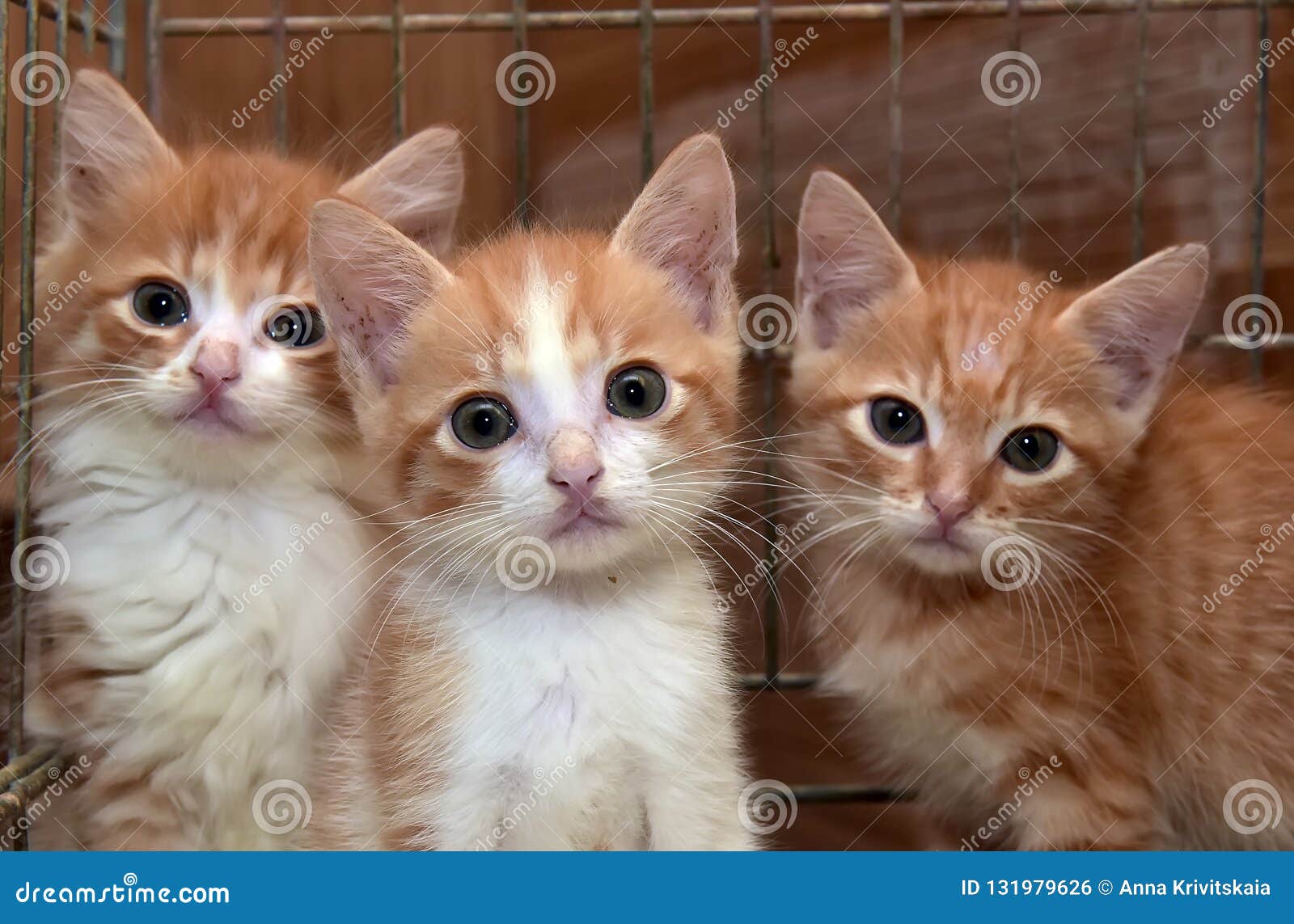 Three cute red kittens stock photo. Image of baggage - 131979626