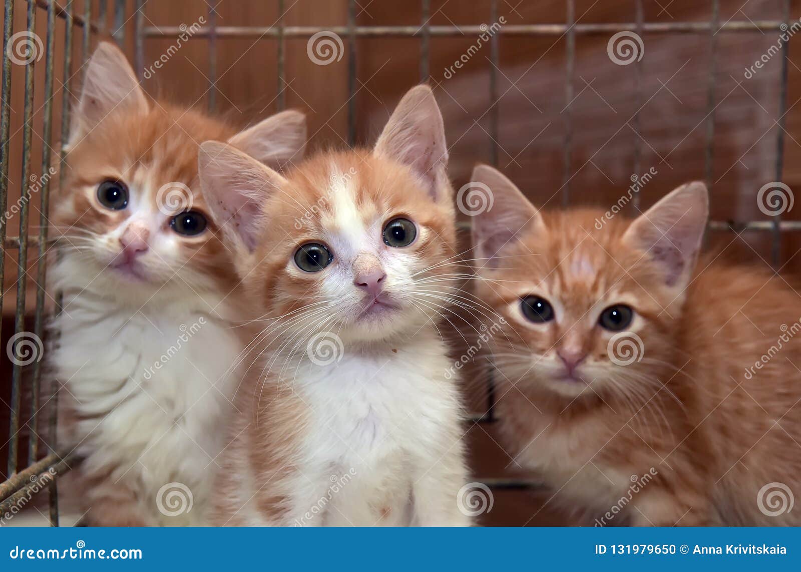 Three cute red kittens stock photo. Image of cage, clinic - 131979650