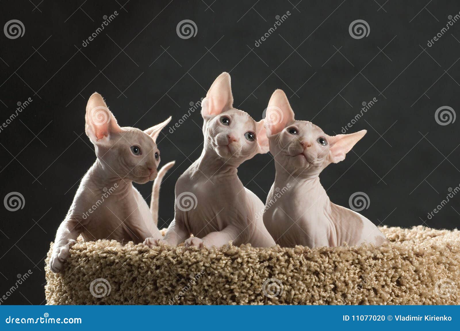 Cute Sphinx Kitten Standing In Aquarium Stock Photography ...