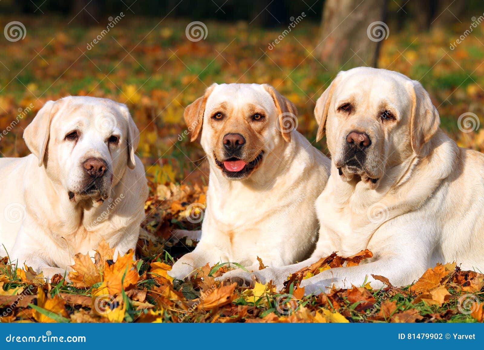 Three Cute Yellow Labradors in the Park in Autumn Close Up Stock Photo ...