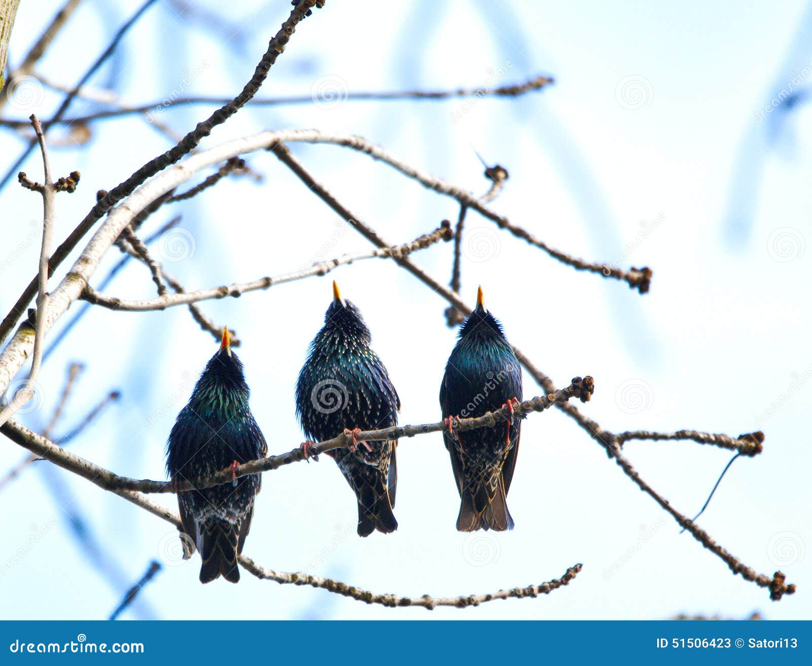Three cuties singing stock image. Image of animal, birch - 51506423