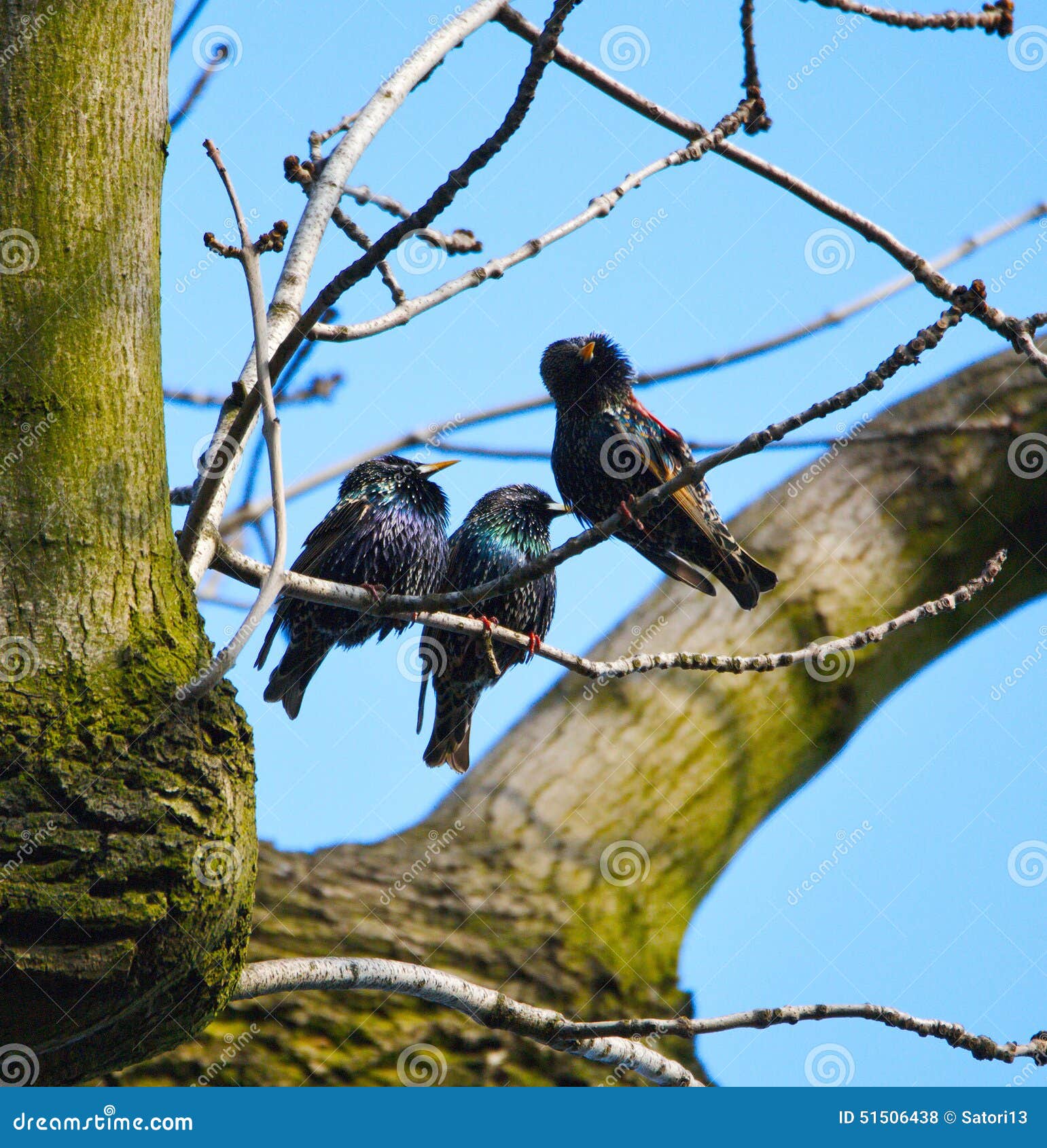 Three cuties singing stock photo. Image of closeup, common - 51506438