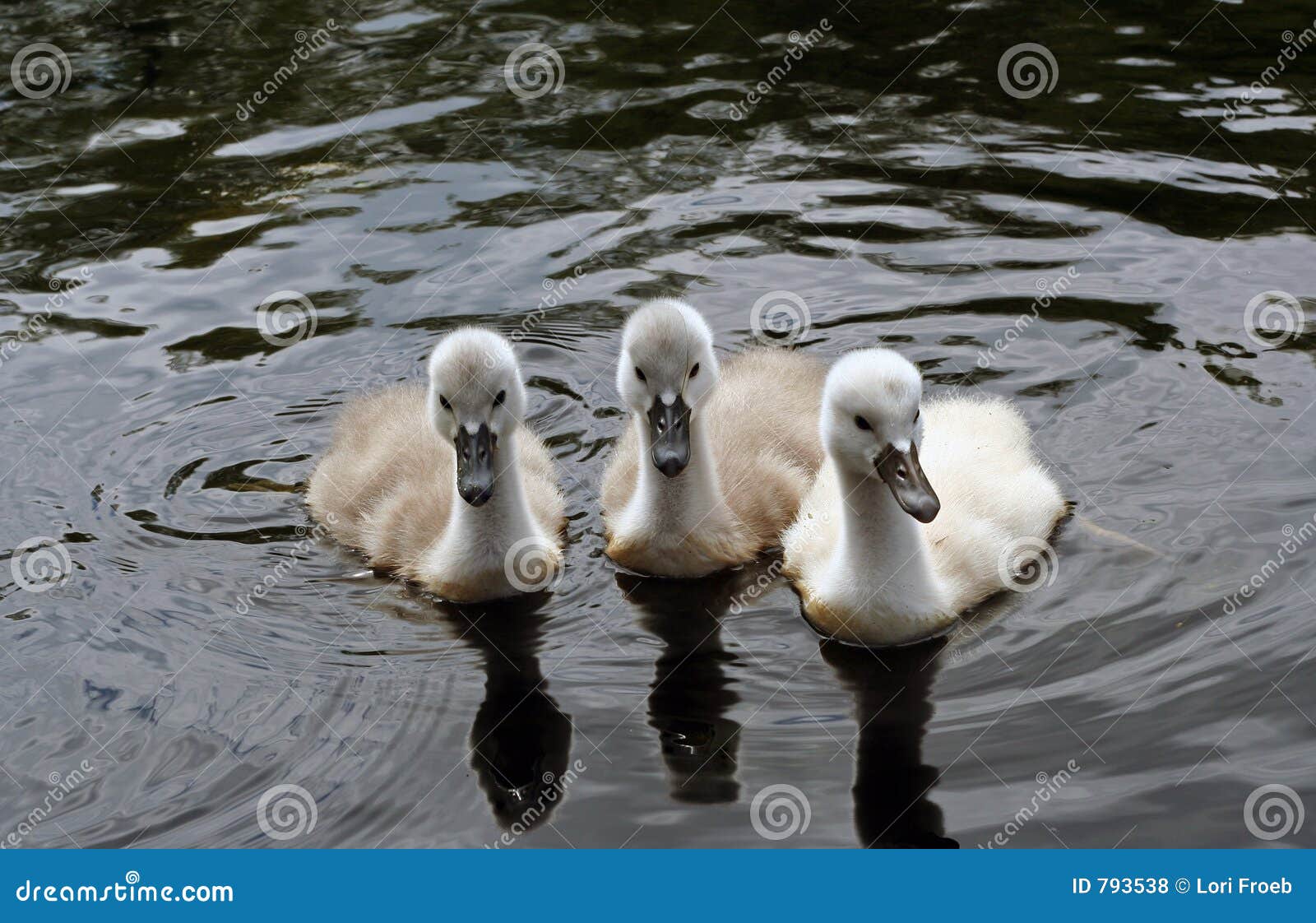 Three Cygnets stock photo. Image of baby, downy, hatched - 793538