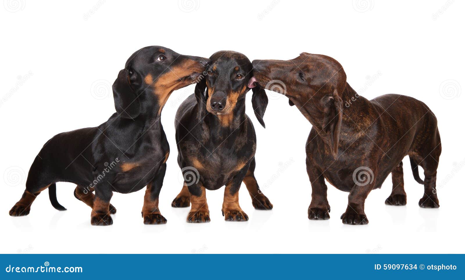 Three Wiener Dogs