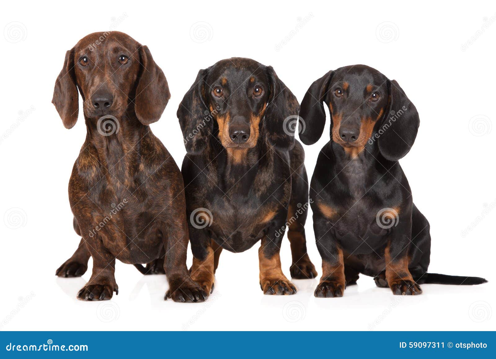 Three Dachshund Dogs Together on White Stock Image - Image of posing ...
