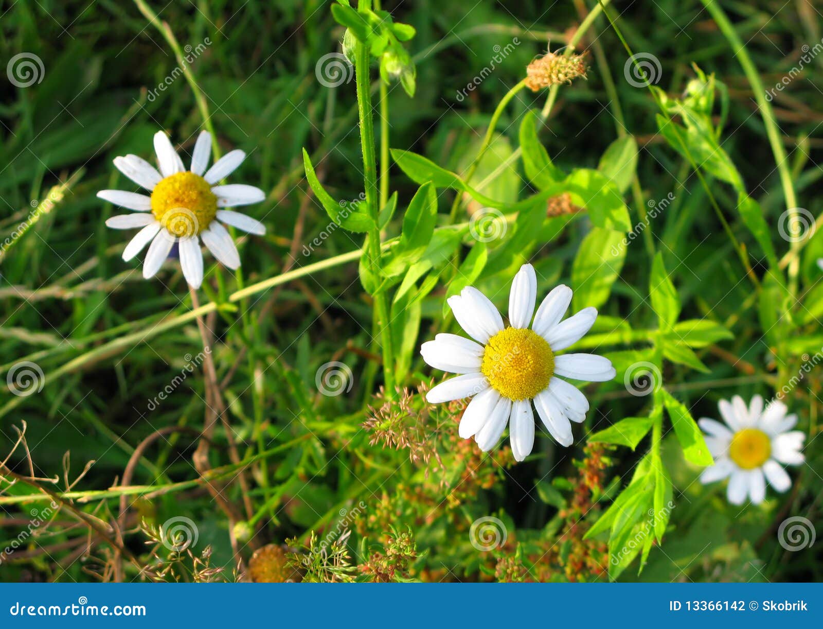 Three daisies stock photo. Image of closeup, meadow, flora - 13366142