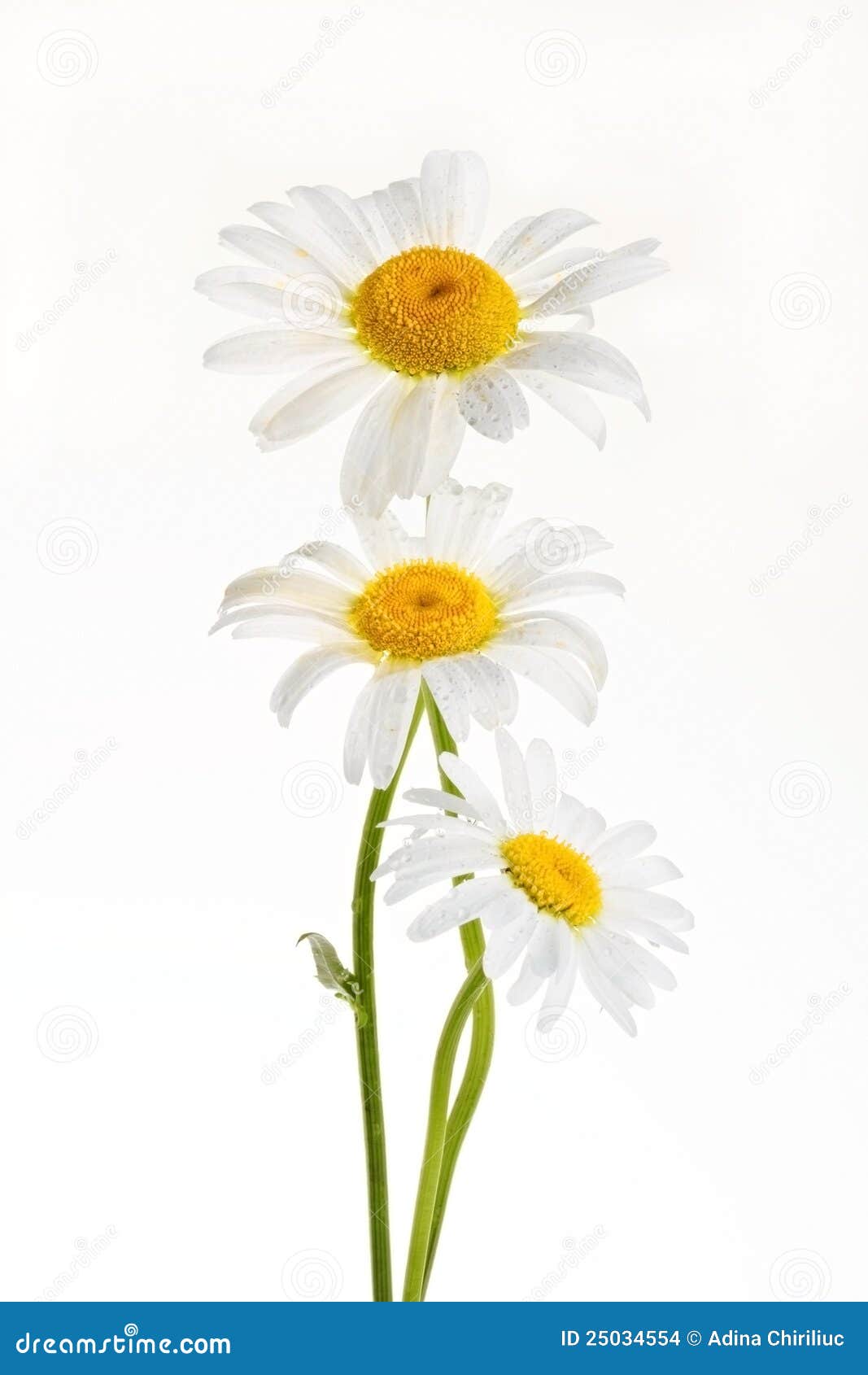 Three daisies stock photo. Image of bunch, blossom, bouquet - 25034554