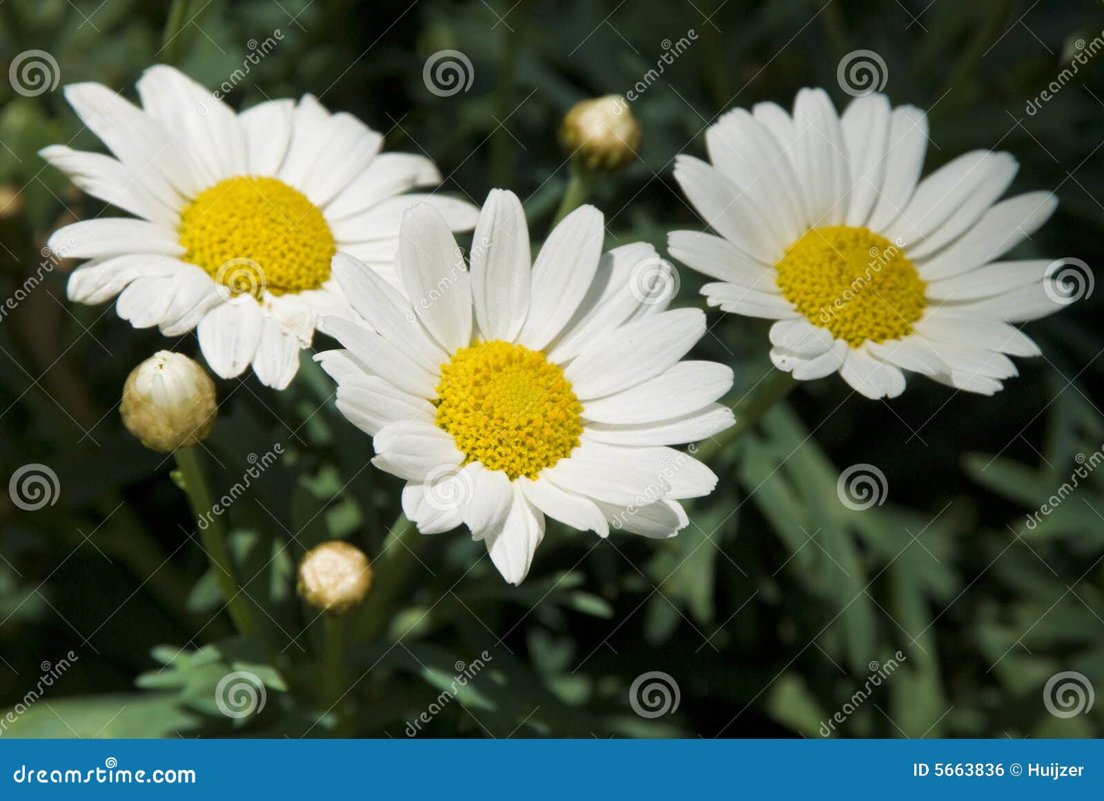 Three Daisies stock photo. Image of yellow, blooming, summer - 5663836