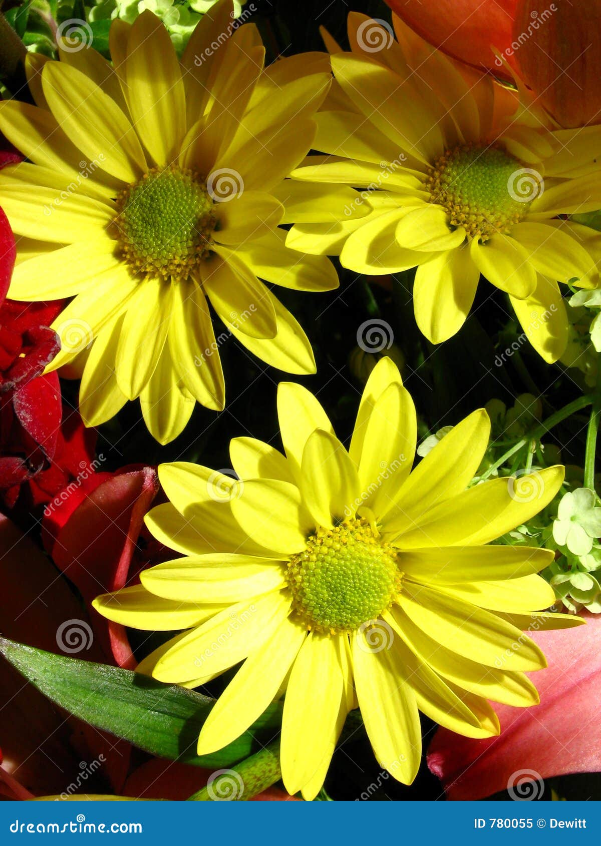 Three daisies stock image. Image of plant, closeup, plants - 780055
