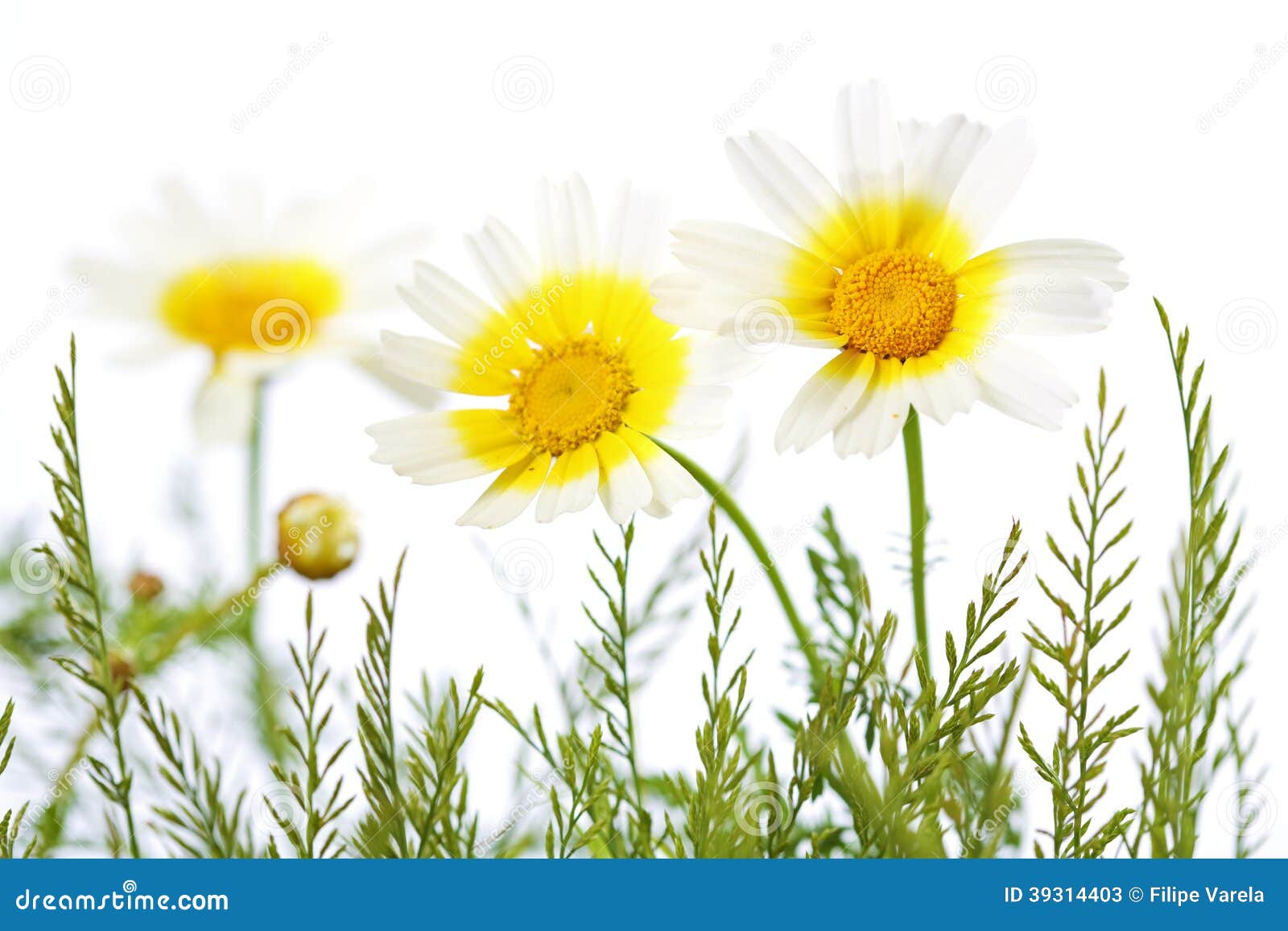 Three Daisies in Grass Isolated Stock Image - Image of plantation ...