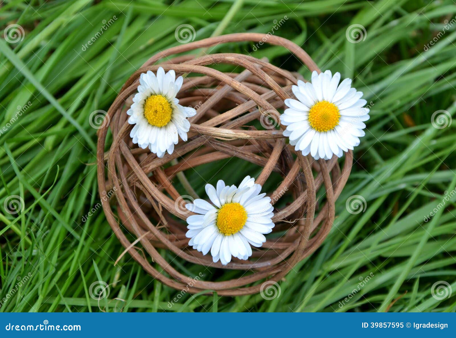 Three daisies stock image. Image of leaf, plant, flower - 39857595