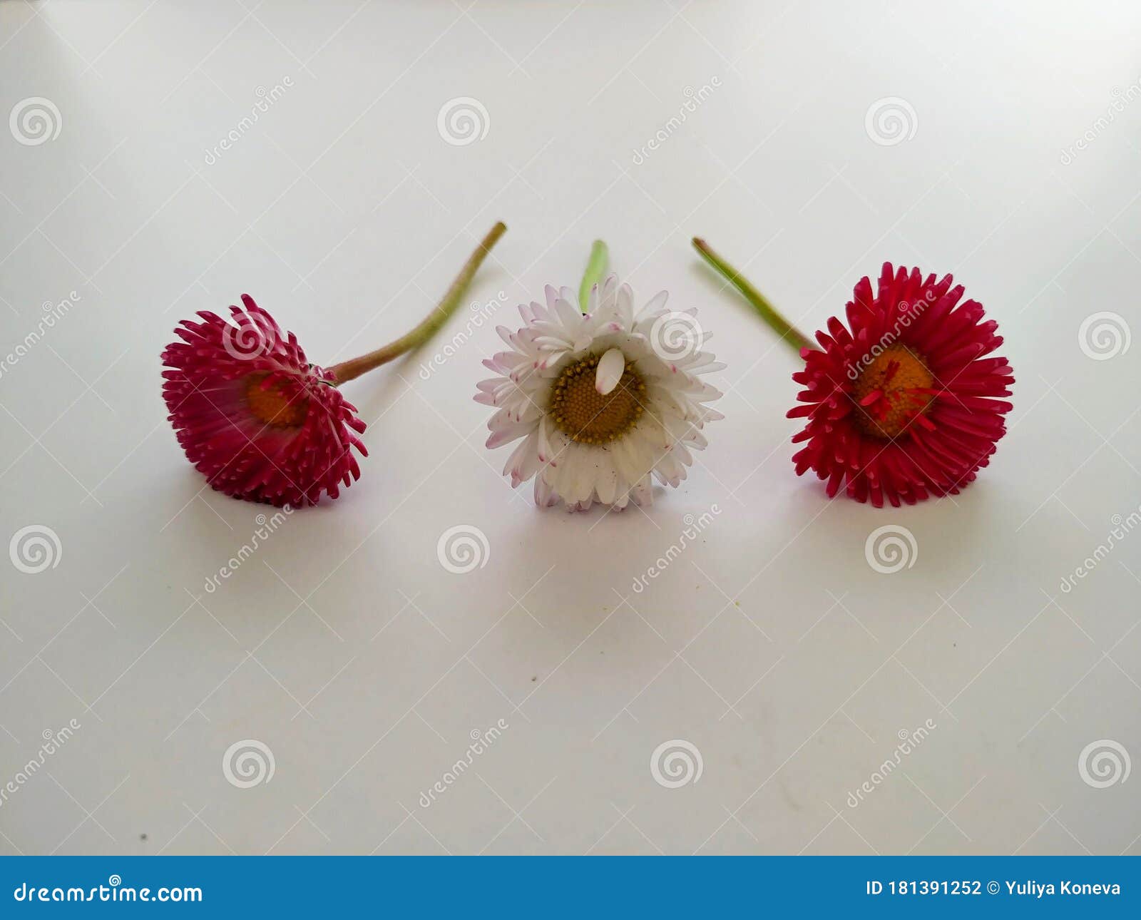 Three Daisies Lying Separately from Each Other on a White Background ...