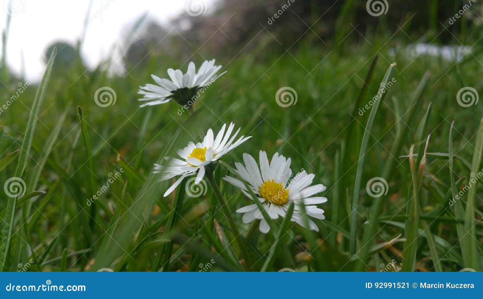 Three daisies stock image. Image of three, focusing, daisies - 92991521