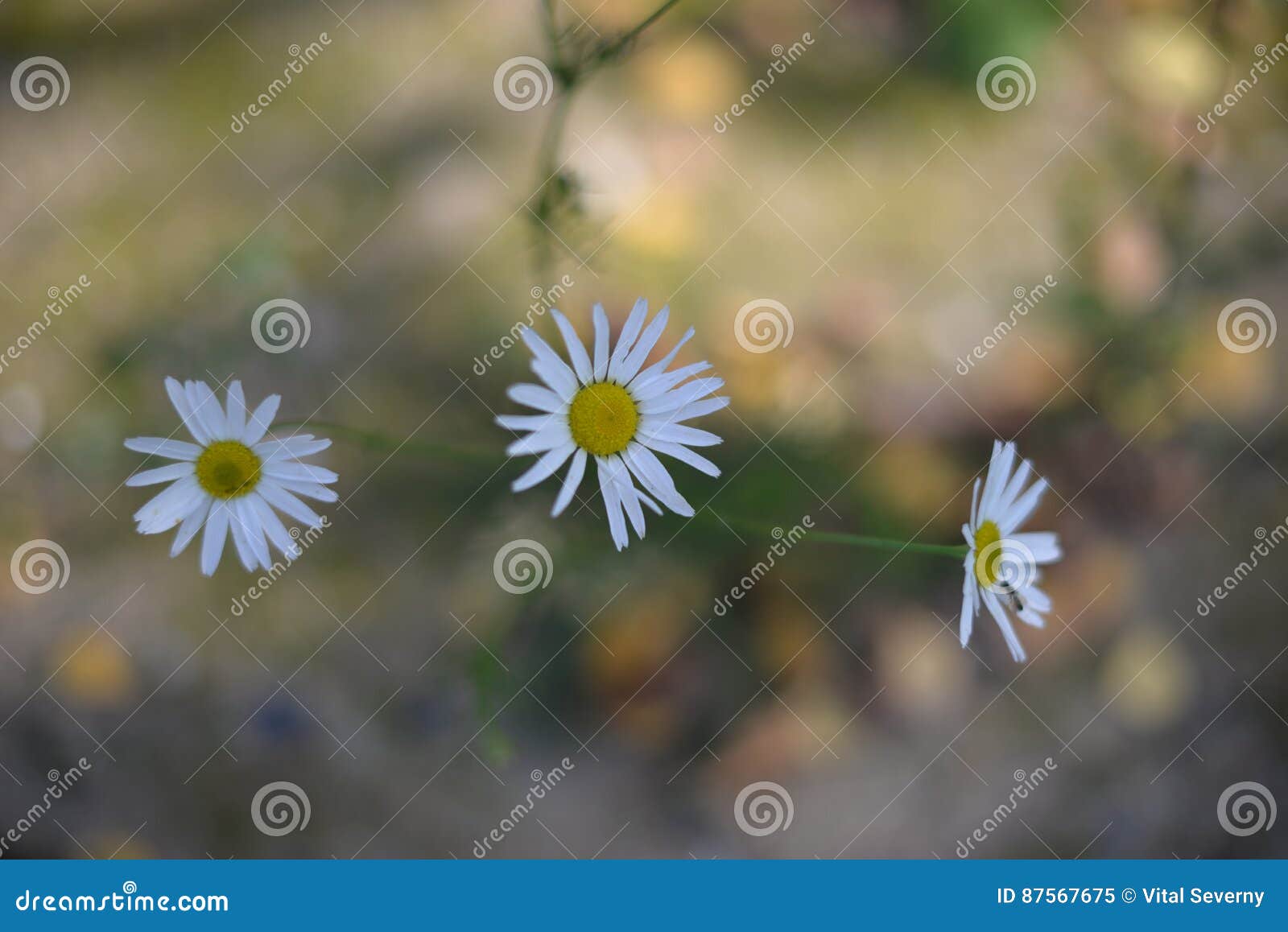 Three daisies stock image. Image of beautiful, nature - 87567675