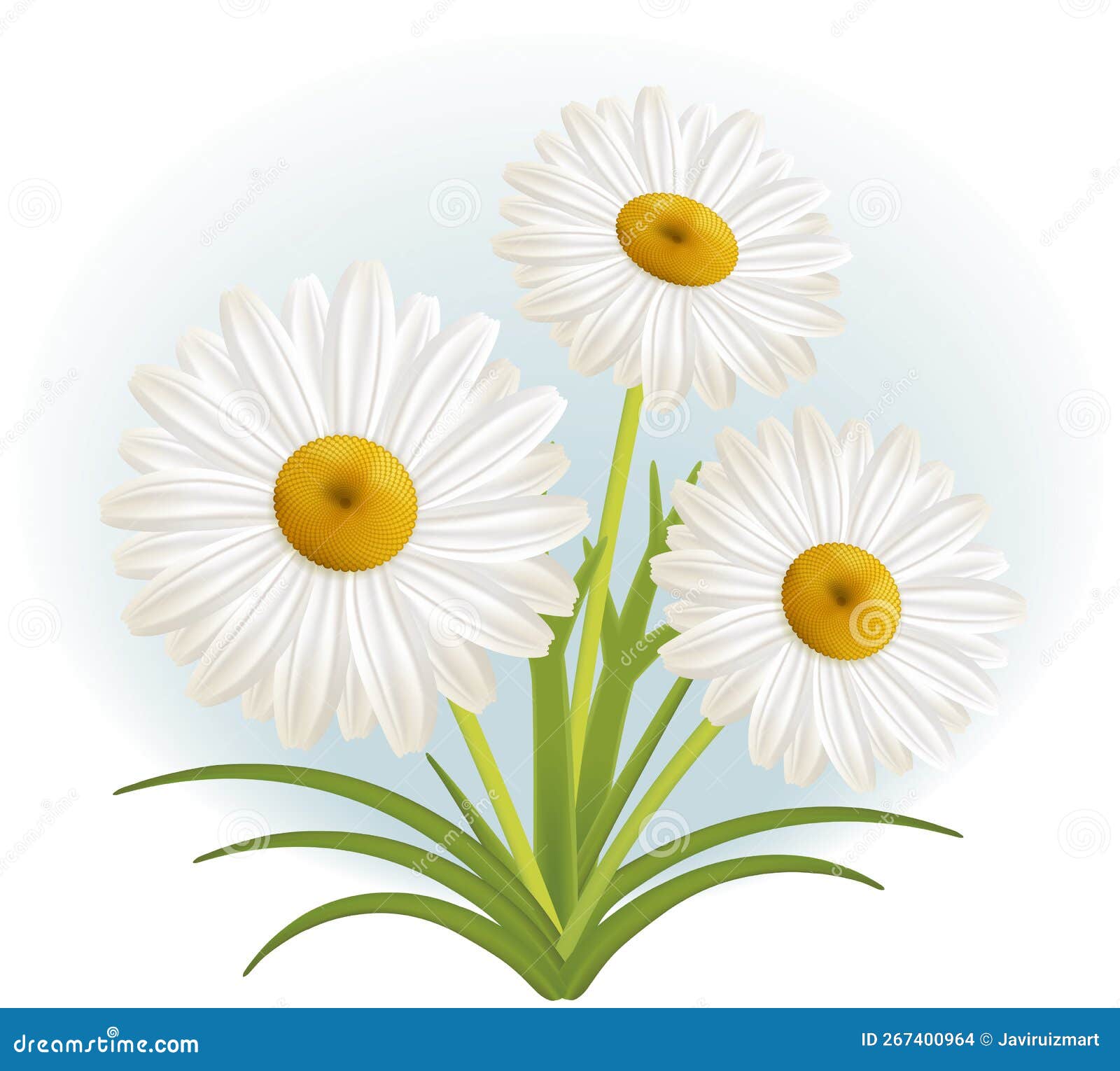 Three daisies in spring stock photo. Illustration of closeup - 267400964