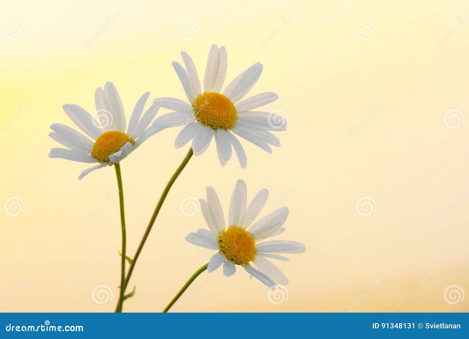 Three daisies. stock image. Image of flowers, nature - 91348131