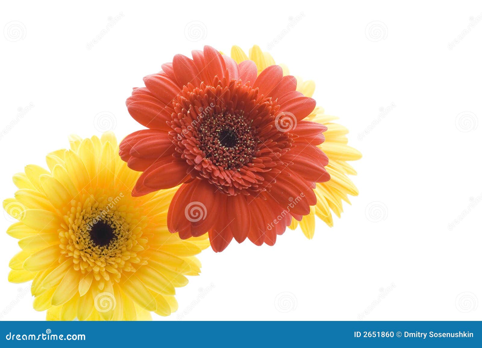 Three daisy stock photo. Image of color, flower, family - 2651860