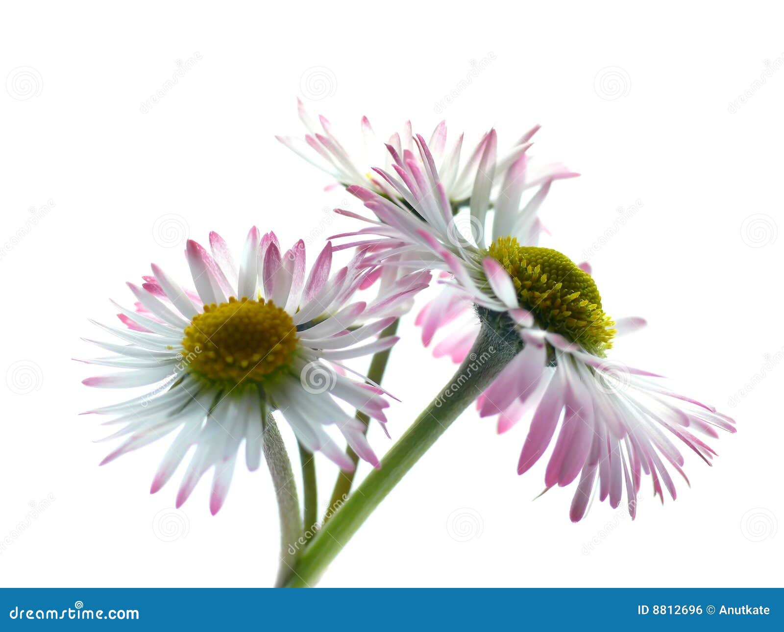 Three Daisy Flowers Picture. Image: 8812696
