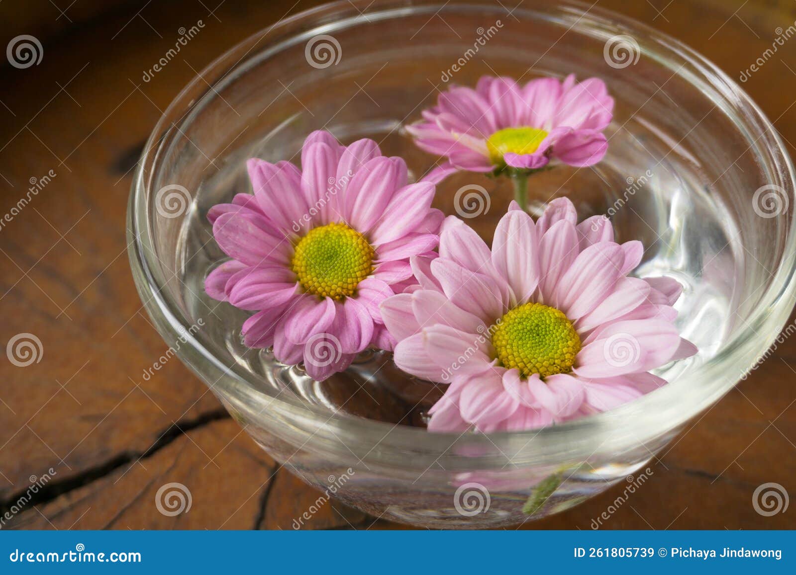 Three Daisy Flowers Floating on a Clear Glass Bowl Stock Image - Image ...