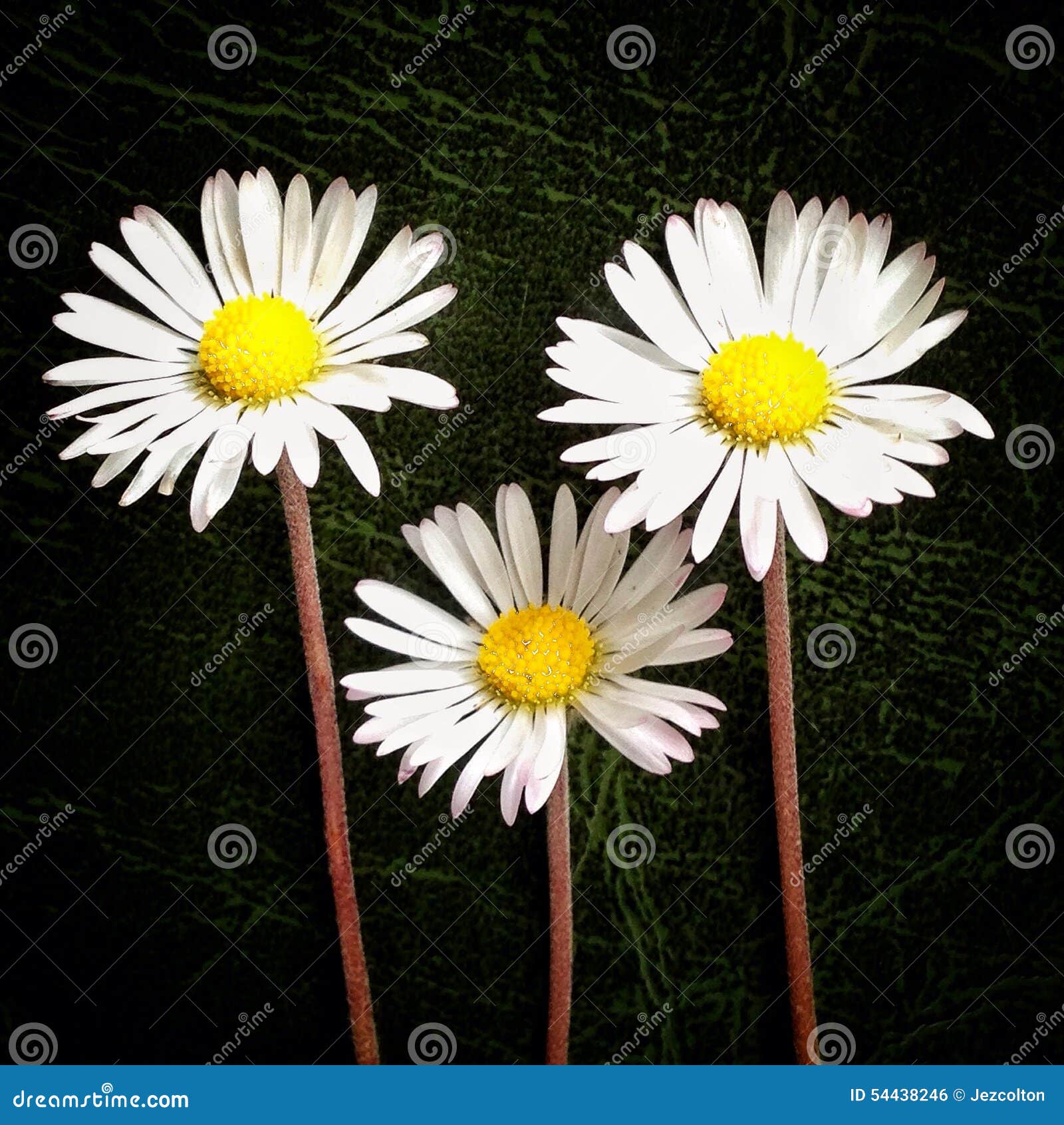 Three Daisys stock photo. Image of weed, arrangement - 54438246