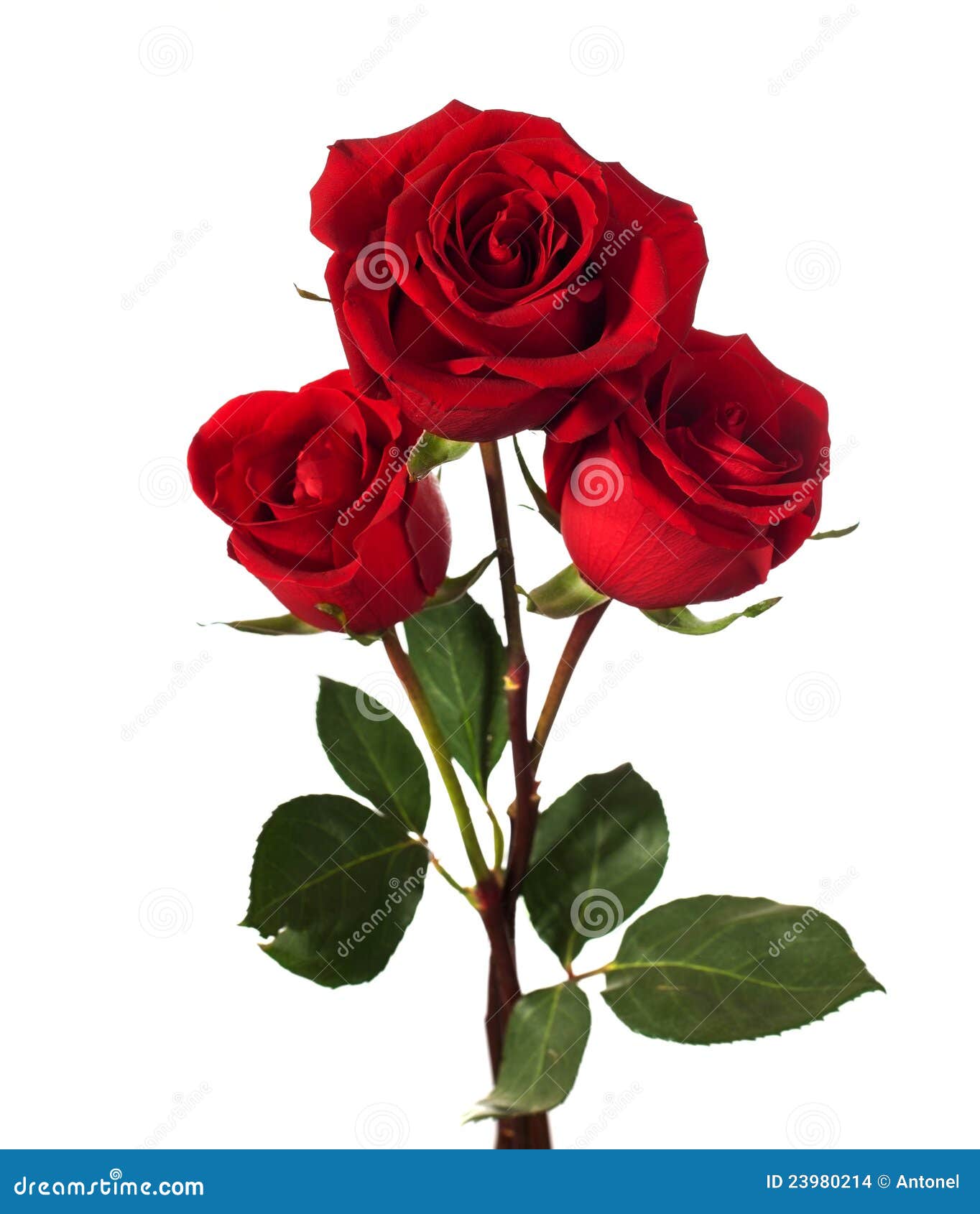 Three Dark Red Roses Stock Images - Image: 23980214