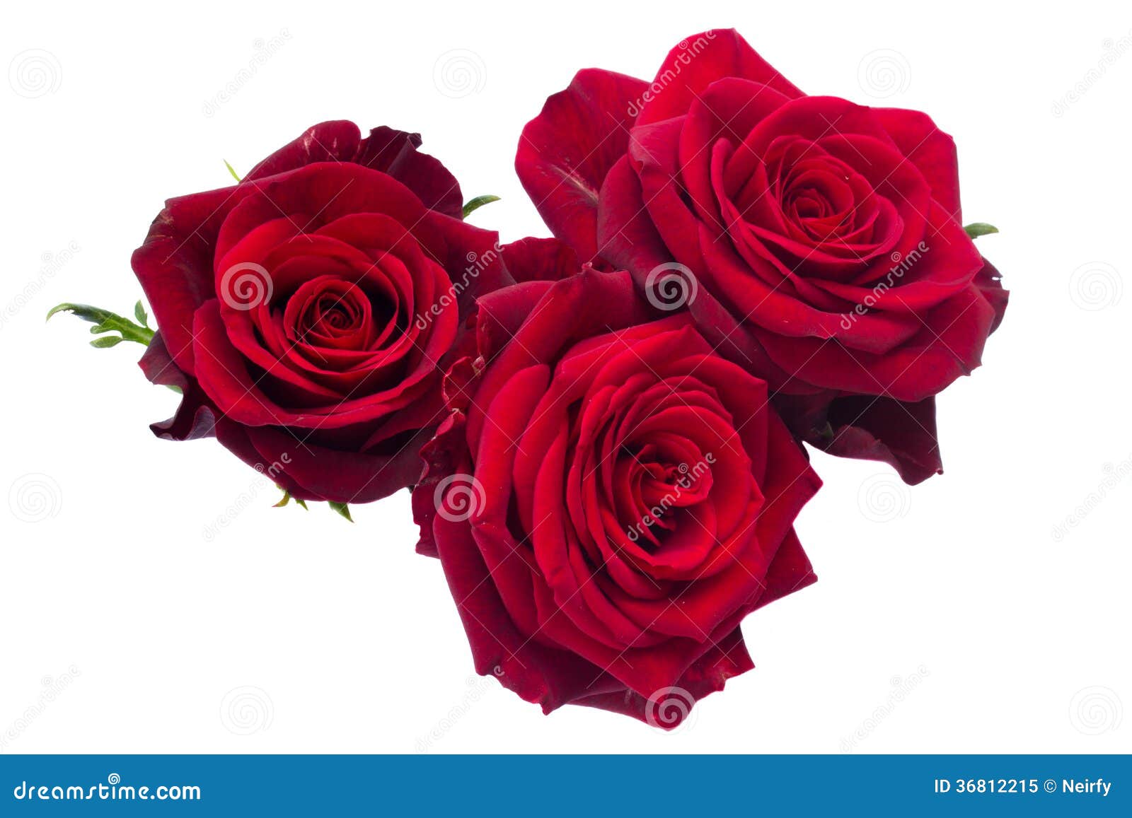Three dark red roses stock image. Image of background - 36812215